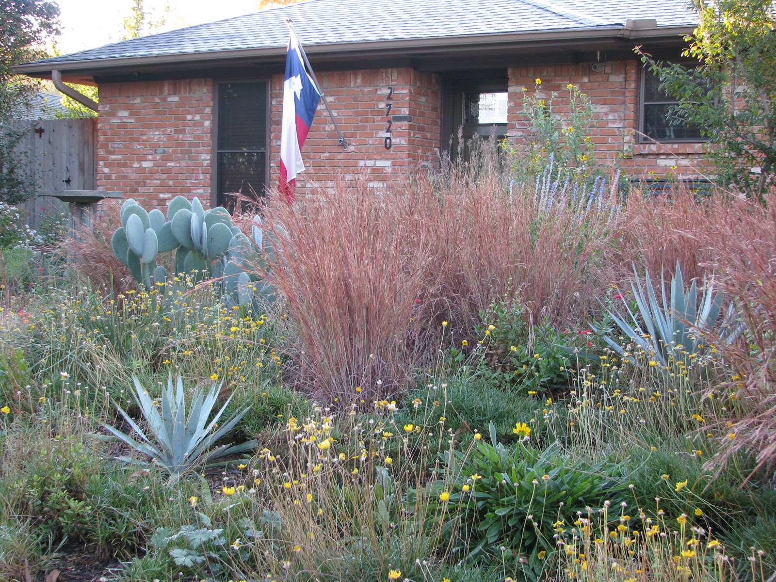 Plano Prairie Garden: Grasses on the Prairie
