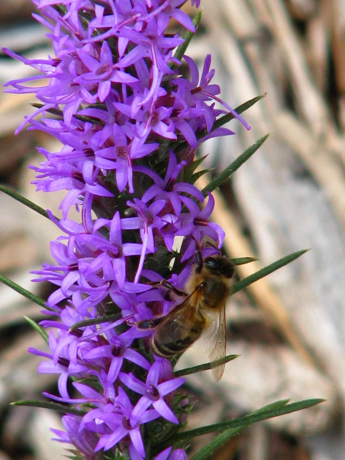 Plano Prairie Garden: Bees on the Prairie