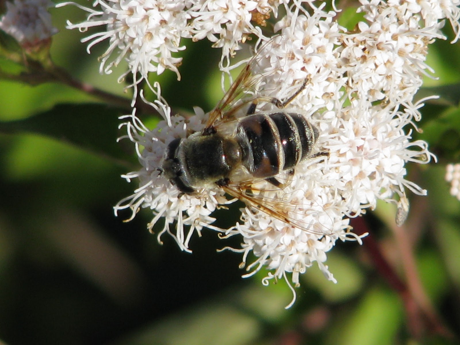 Plano Prairie Garden: Bees on the Prairie