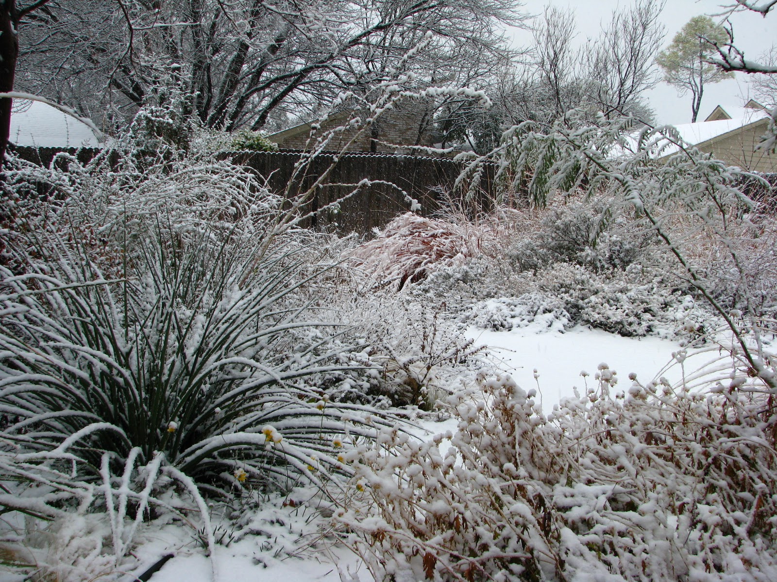 Plano Prairie Garden: Snow on the Prairie