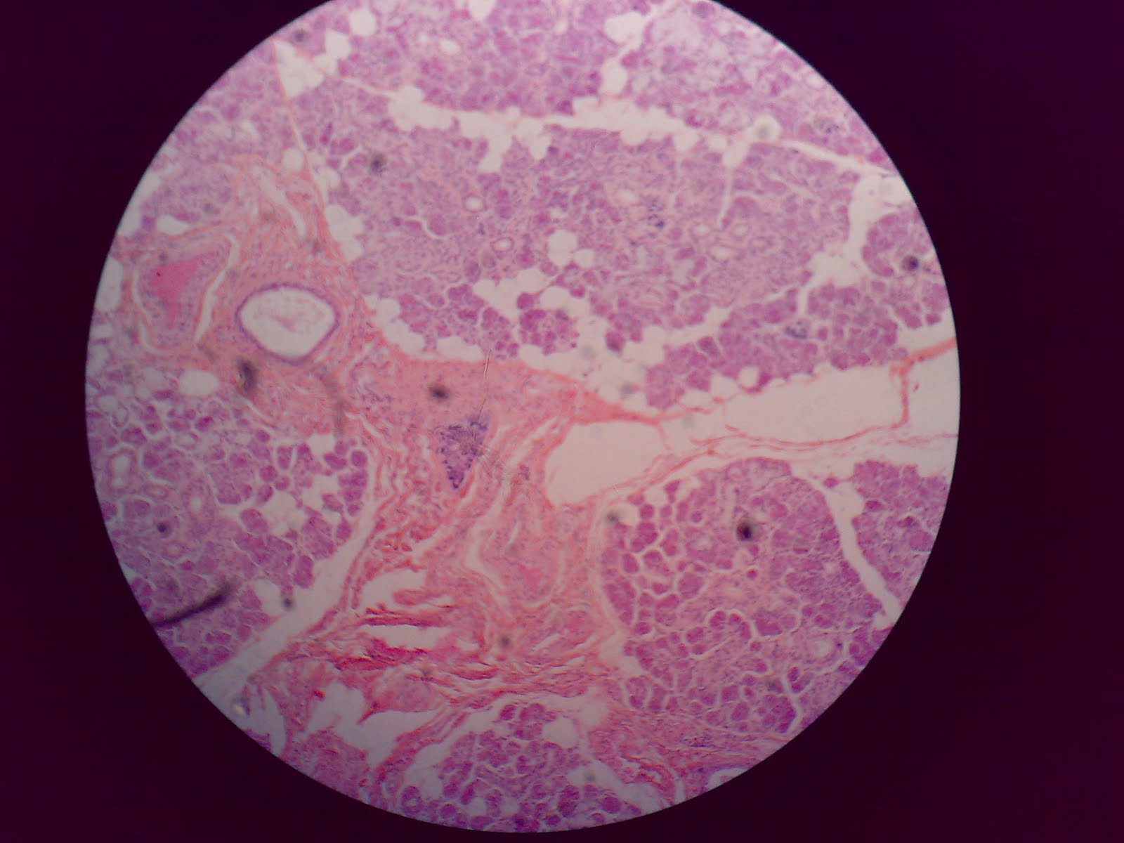 2nd year MBBS complete histology slides (Printed)