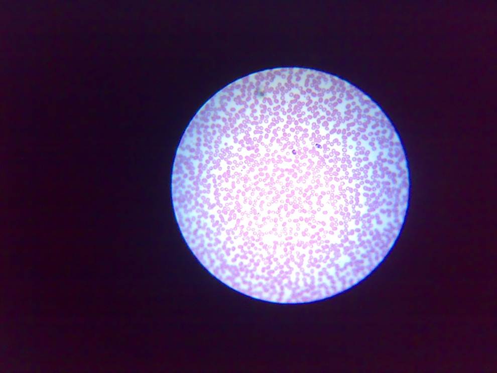 1st year MBBS histology slides (General Histology)