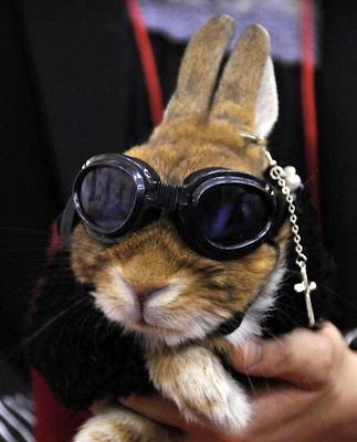 Curious, Funny Photos / Pictures: Dress up rabbit - 13 Pics
