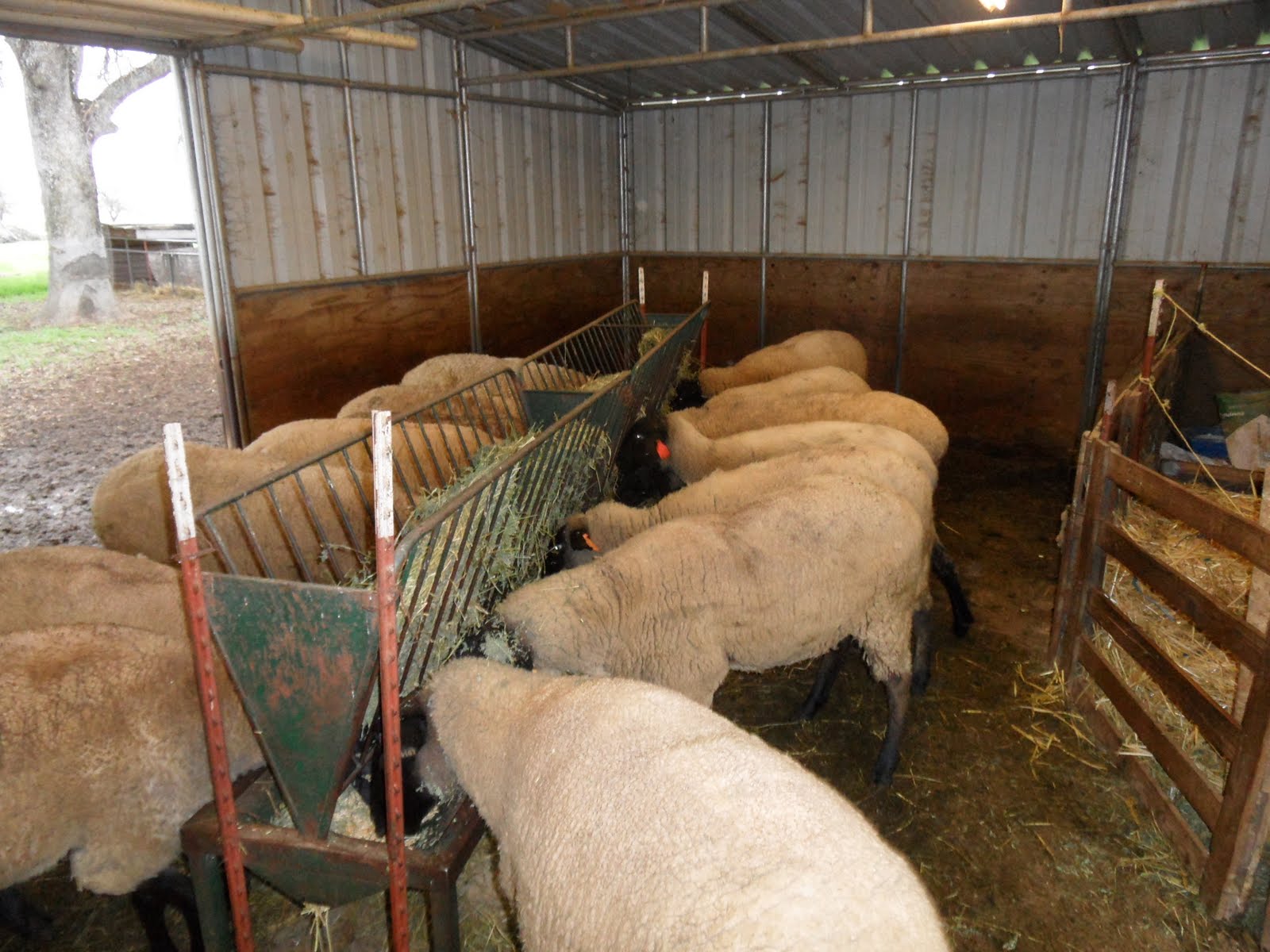 5 Starr's Farm: Sheep Setting