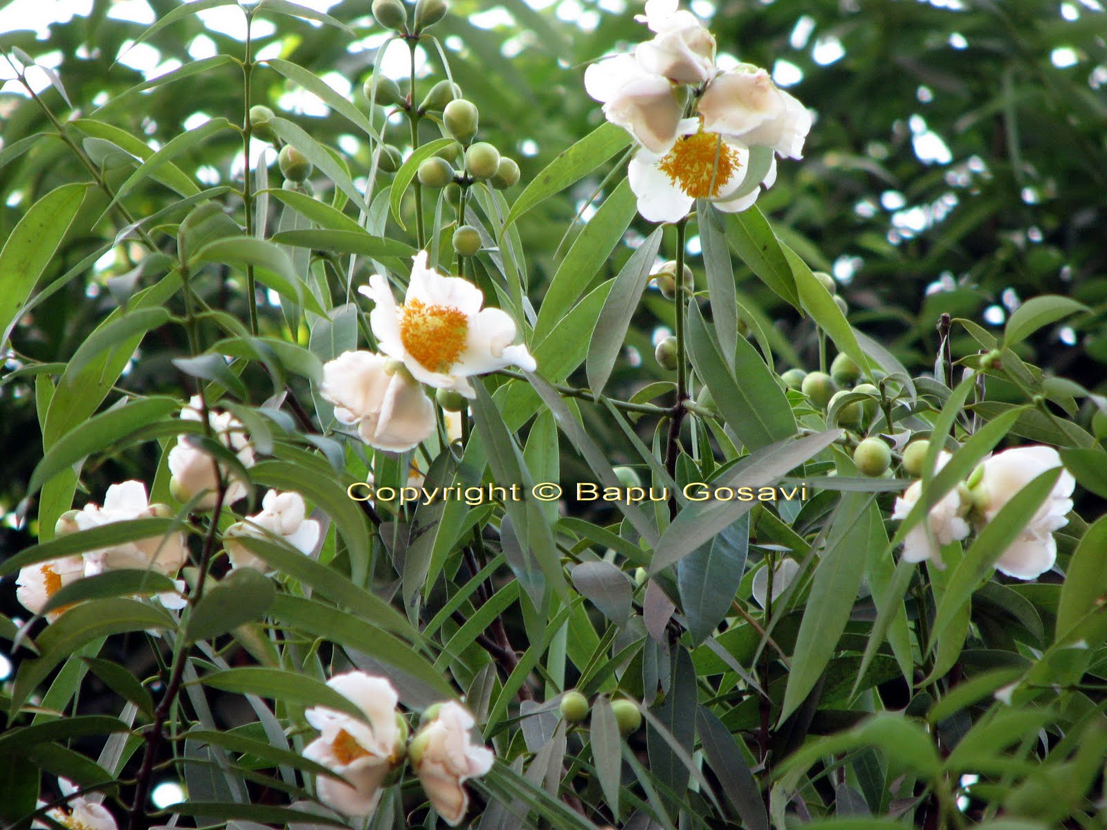 Messua ferra | Flowering Plants and Pictures