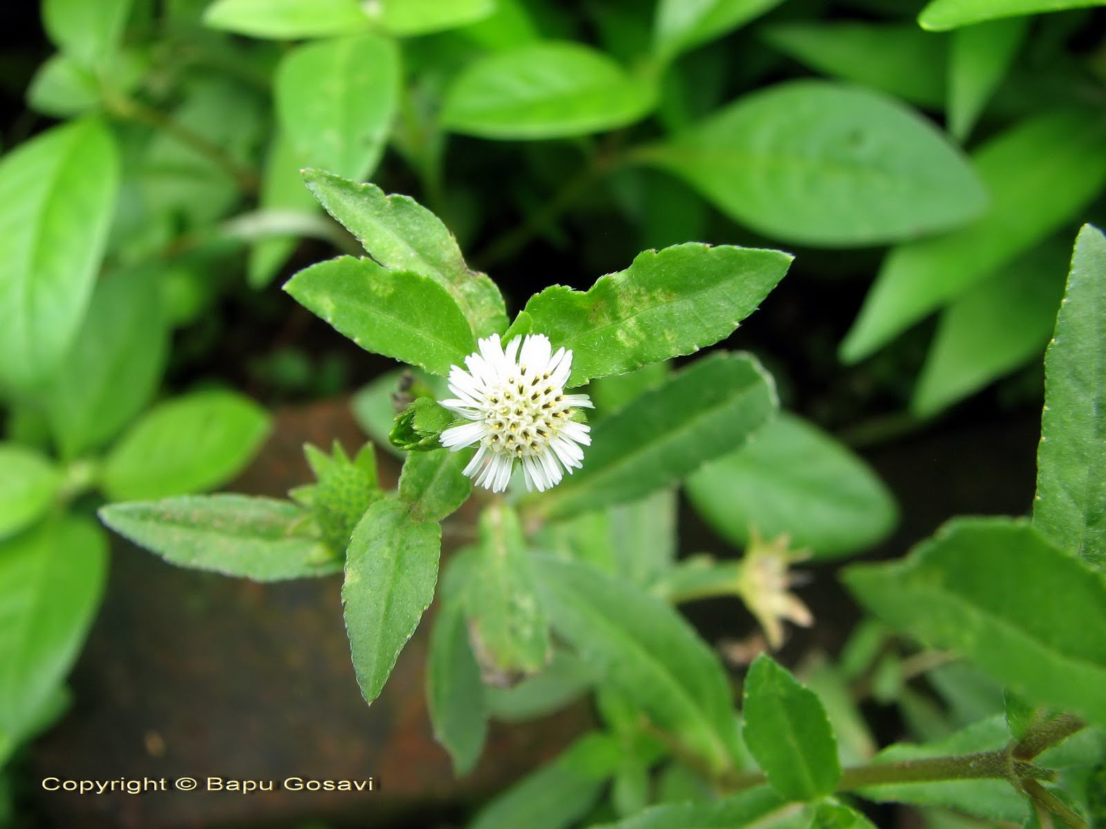 Eclipta alba | Flowering Plants and Pictures