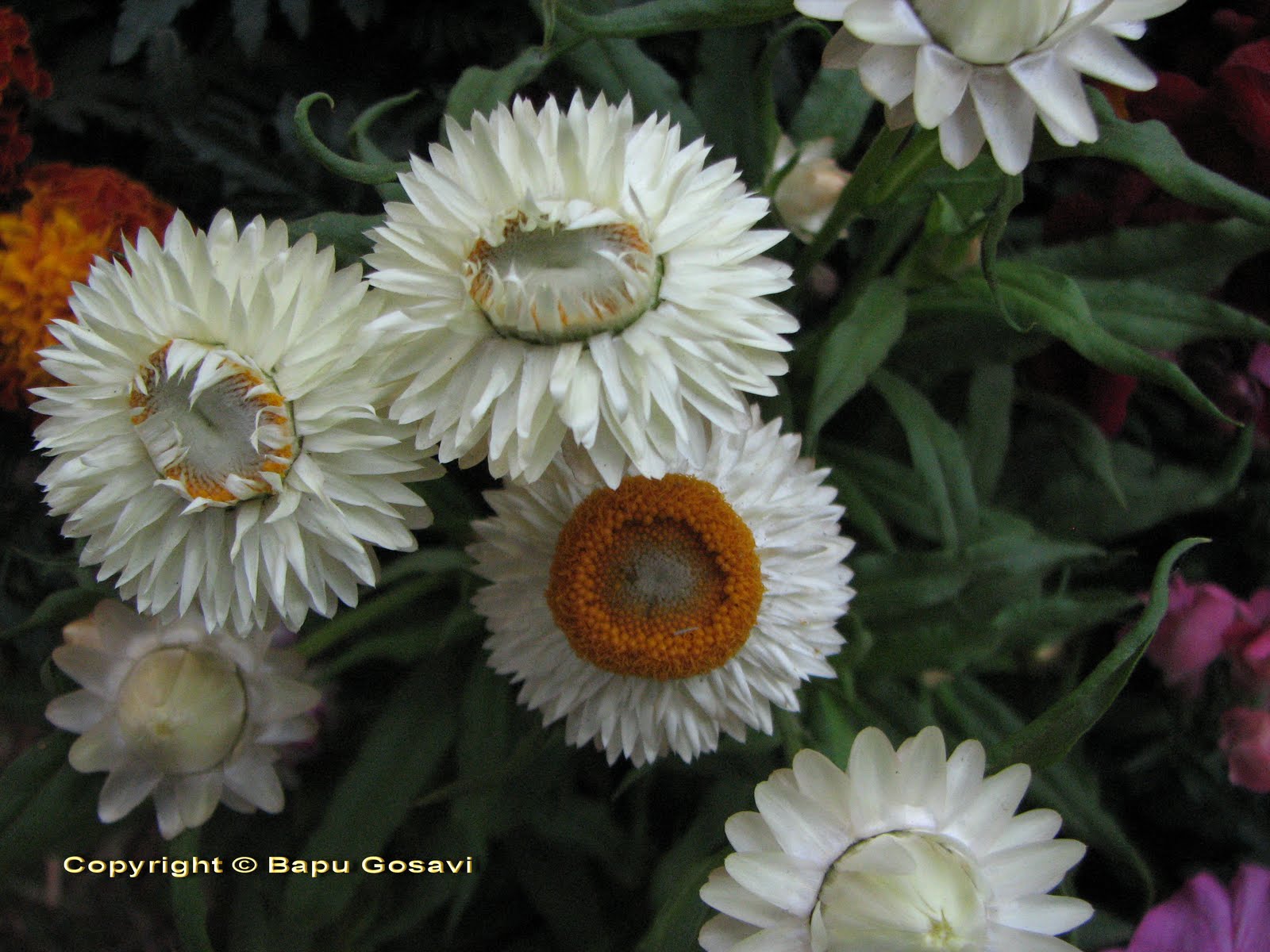 Helichrysum bracteatum | Flowering Plants and Pictures