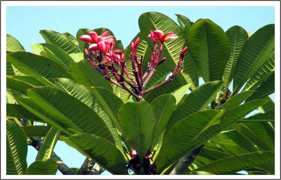 Plumeria rubra | Flowering Plants and Pictures