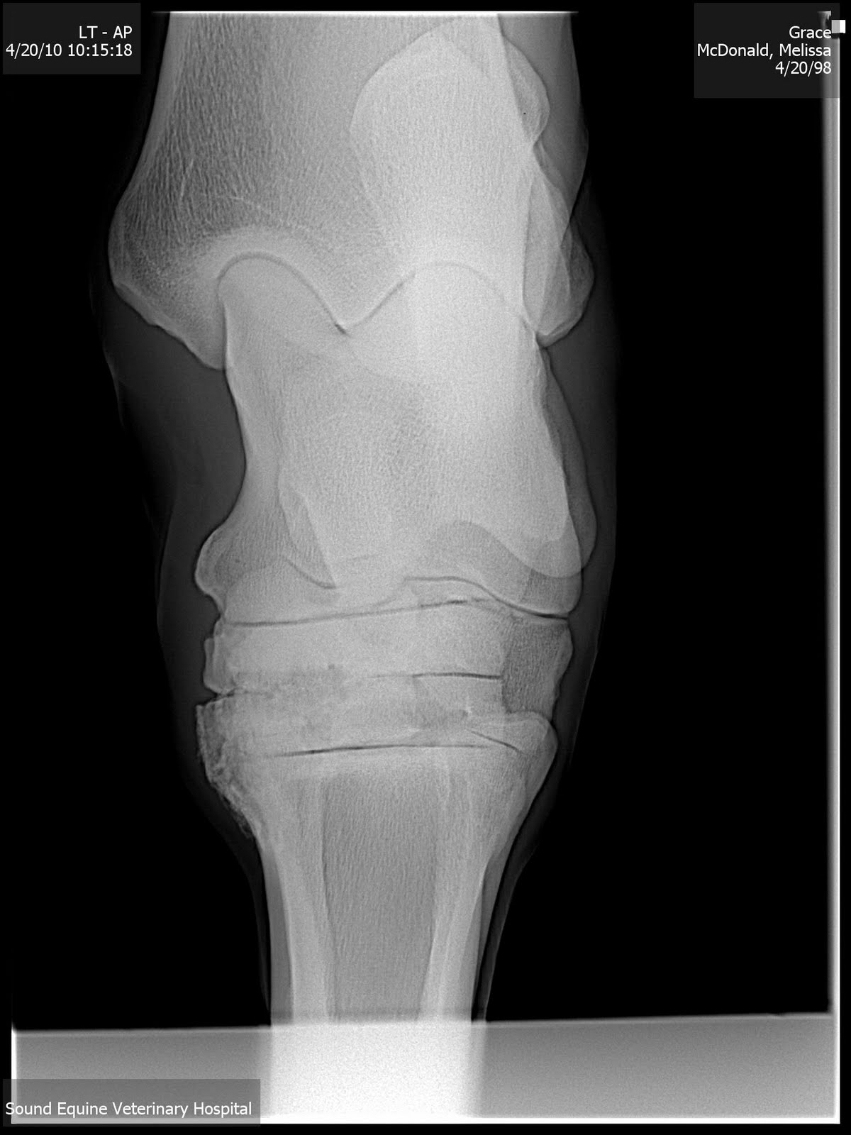 An Image of Grace: The Good, The Bad and Grace's Left Hock