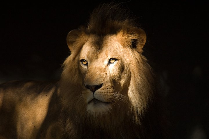 The Most Beautiful things in the world: Beautiful Animals Eyes