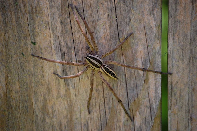 Phil's Photography Blog: Rabid Wolf Spider