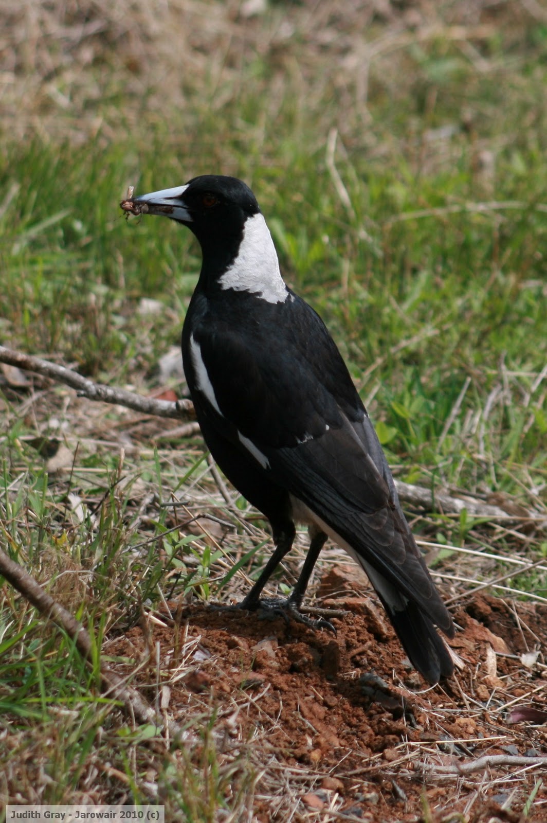 Pacific Baza (Crested Hawk) Chased Away by Magpie
