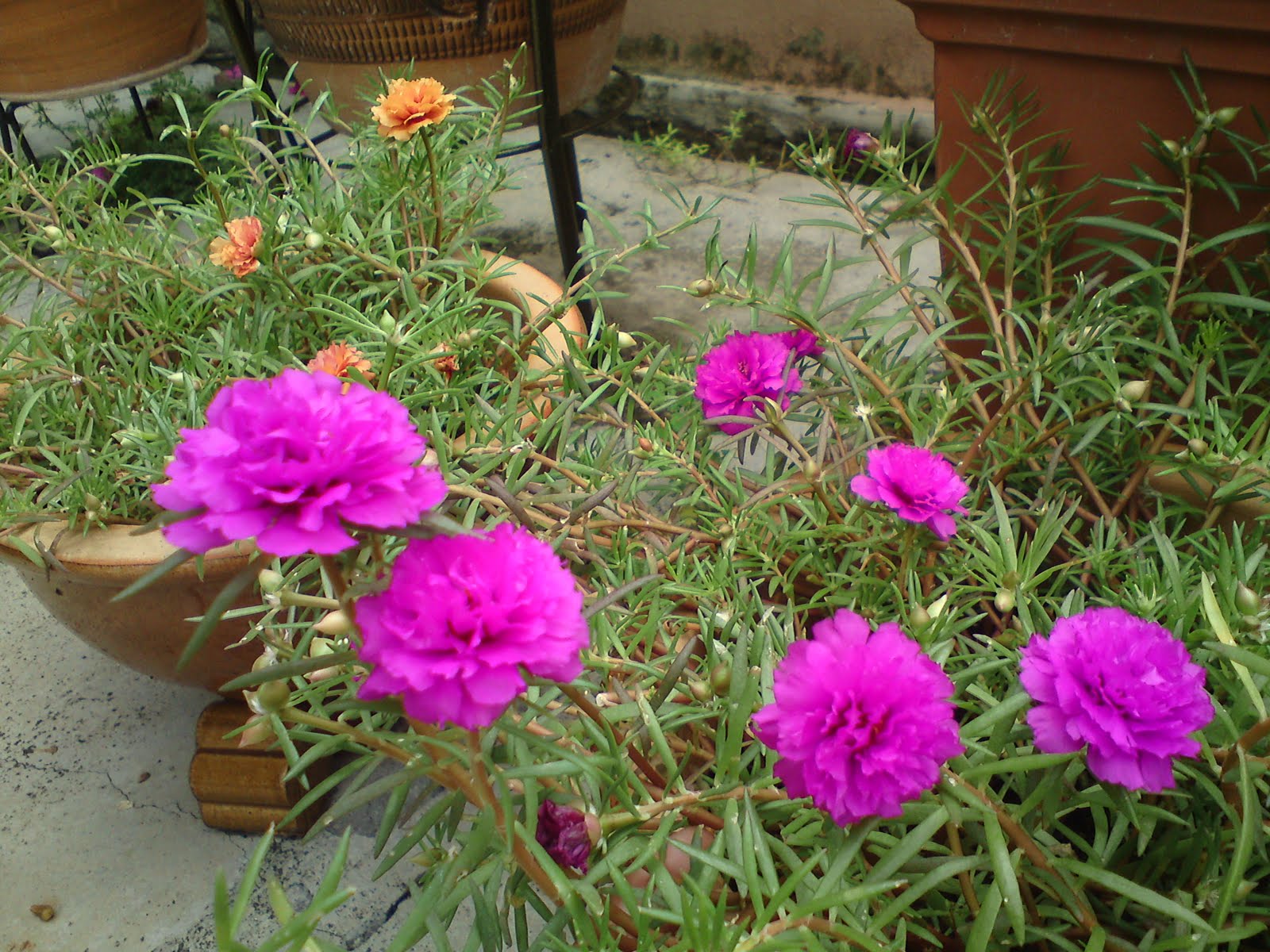 .::My Sweetest Thing::.: Pokok bunga lagi...