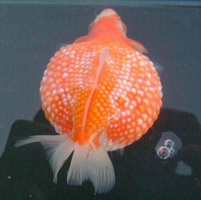 Ikan Hias: TIPS MERAWAT IKAN MAS KOKI MUTIARA