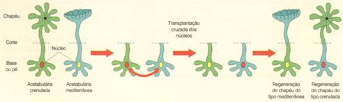 BioGeo11A: Experiência de Hammerling (Acetebularia)
