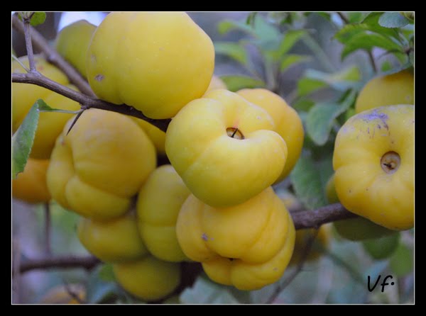fotopoezie: Gutuia japoneza