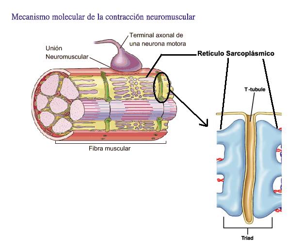 Fisiología del Ejercicio: Acoplamiento Excitación - Contracción ...