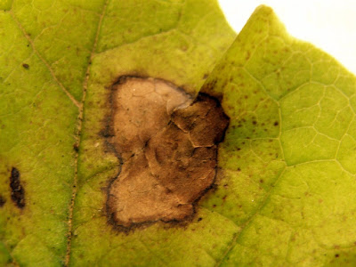 Lady Greenthumb's garden: Magnolia disease