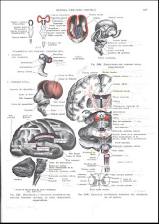 JAH: Neuroanatomia Lockhart