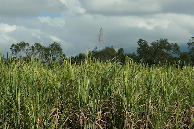 Blogmania: Cane Fields,Queensland