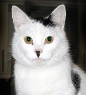 Stanniol: Hitler cats