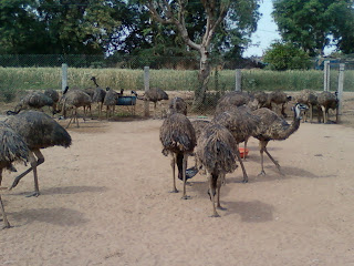 indian emu farm