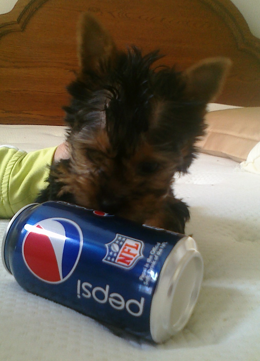 Drake's Cupcake Yorkies: Mohawk Time