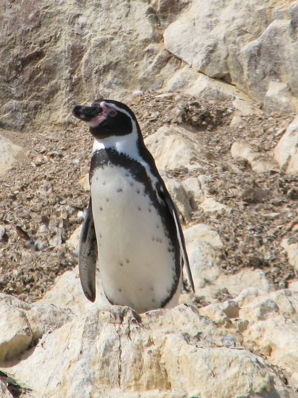 latino trip: Pingwiny!