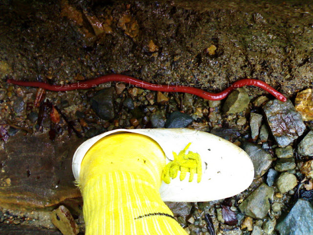 we love nature and wildlife!: The Giant Red Leech Of Mount Kinabalu ...