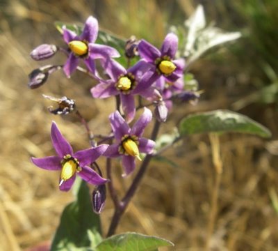 Houseplant Care Guides: The Magick Plants of Westland