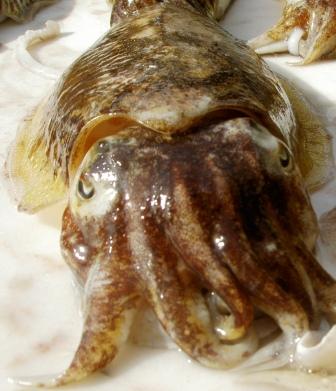 Pesca Aqui: Especies Capturadas