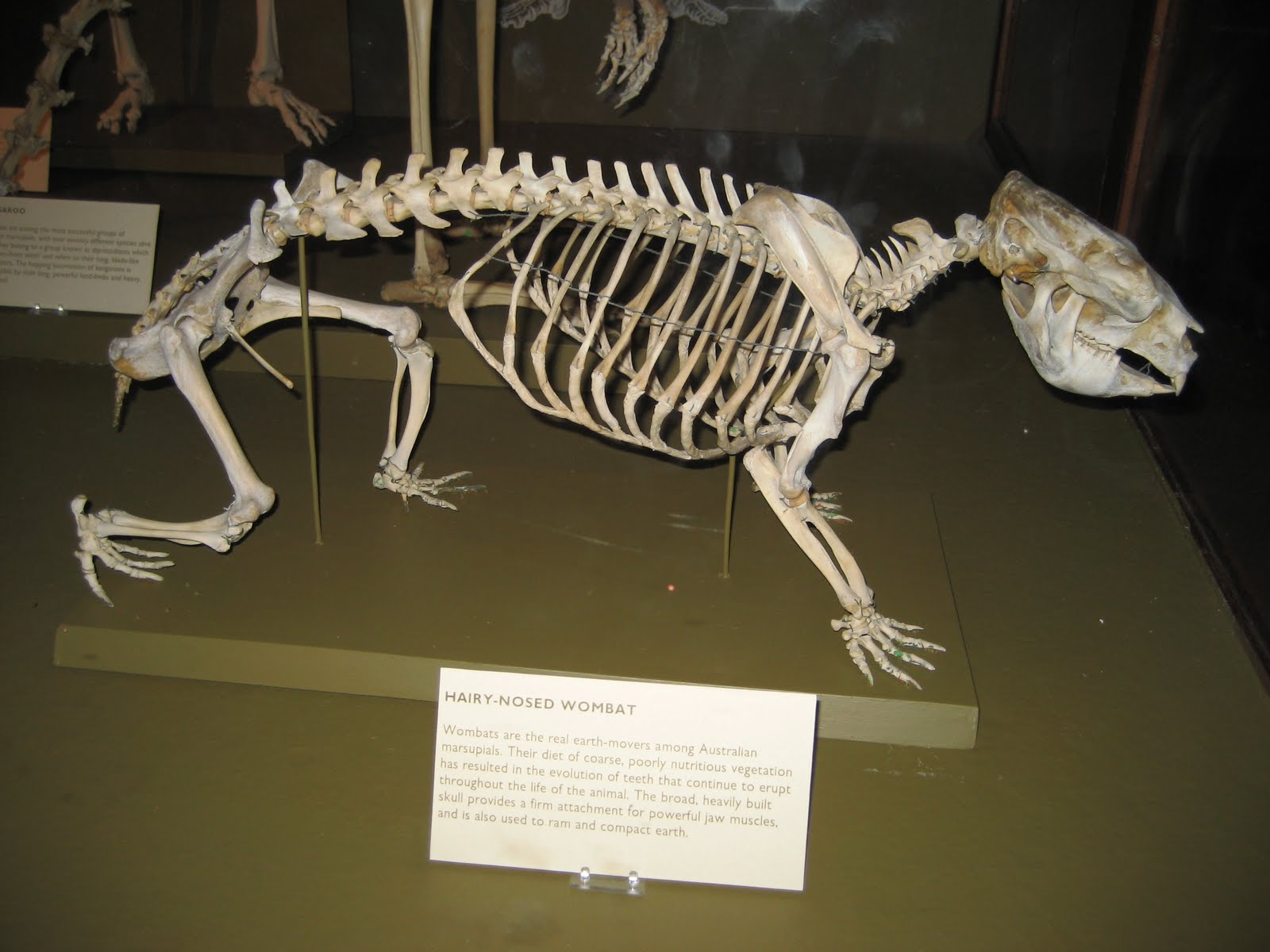 The Abbotts on Vacation: Flat Mrs. Abbott visits Perth City