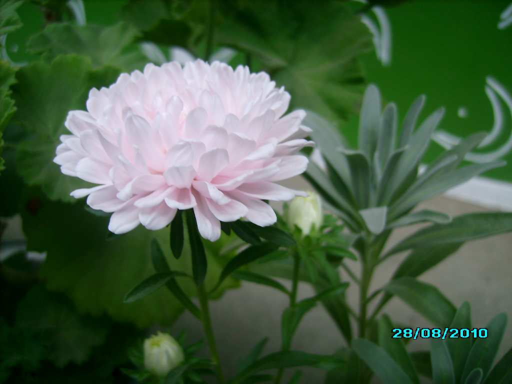 Jurnal de drumeţii....: Flori luna august.