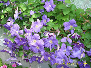 Din natură: Clematide - curpen