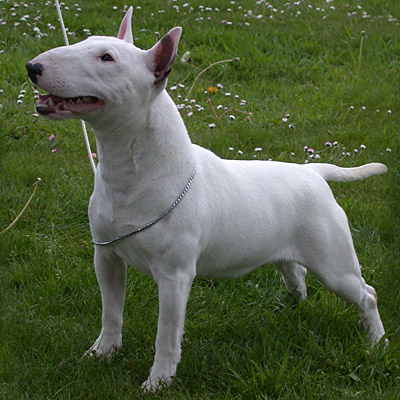 Perros"Peligrosos": El Bull Terrier