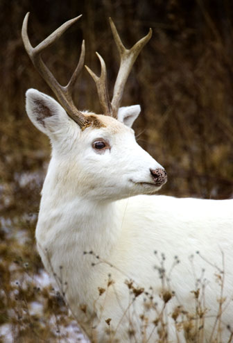 Chemin des Muguets: The White Deer of the Senecas