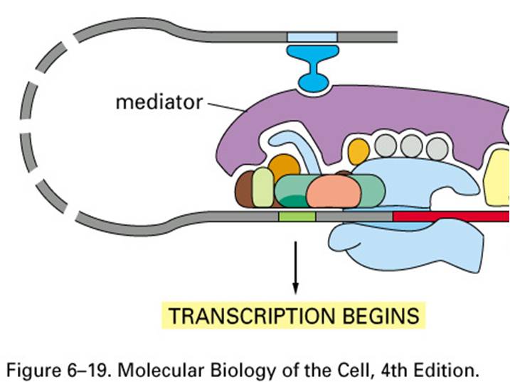geneticsDNA