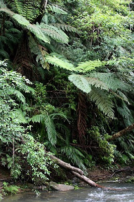 Visiter Okinawa Japon : Tadake Falls : le Jurassic Park