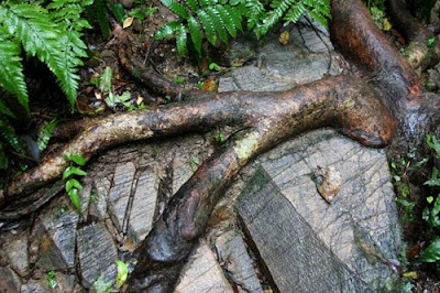 Visiter Okinawa Japon : Tadake Falls : le Jurassic Park
