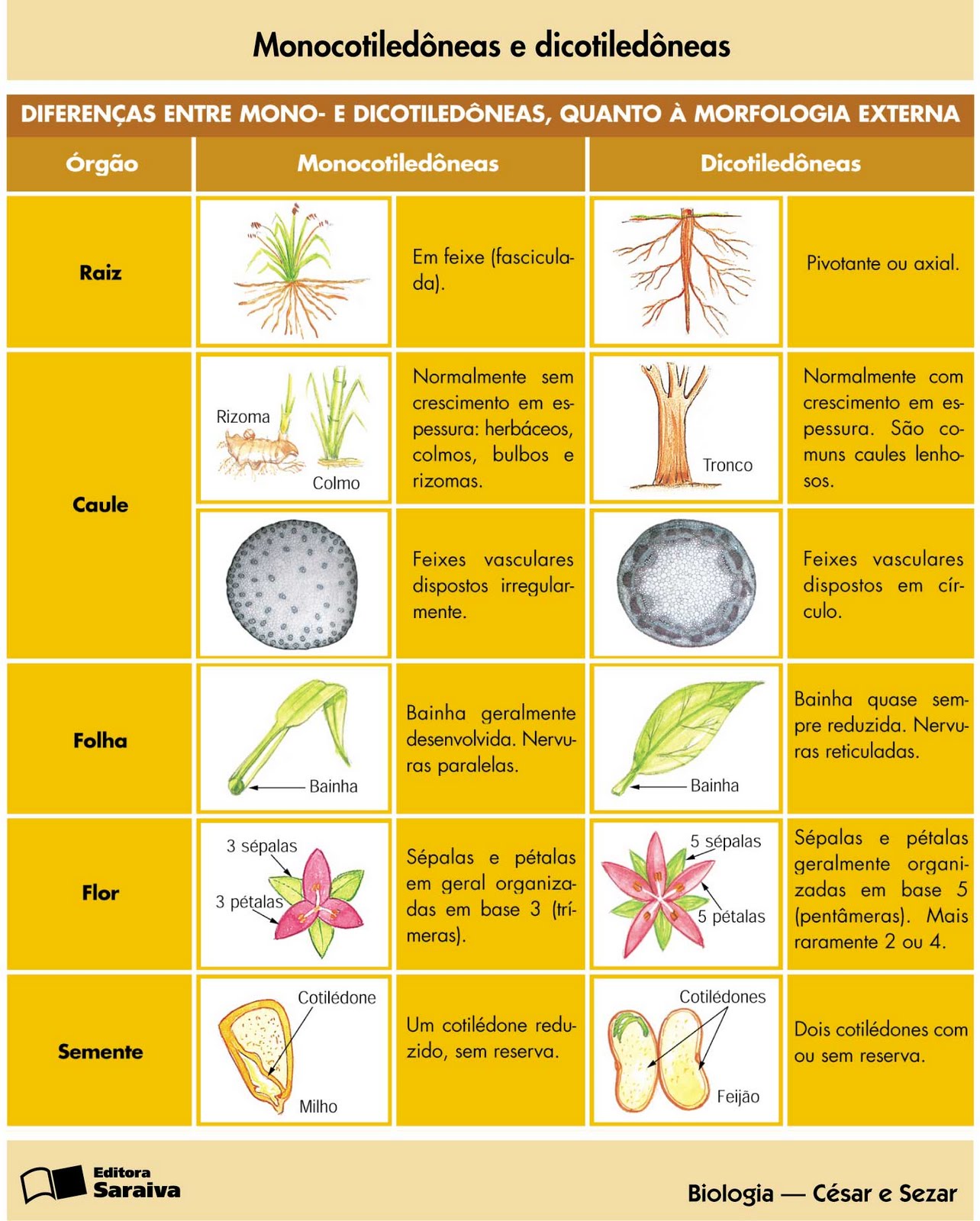 Tipos De Angiospermas