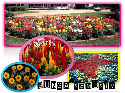 TANAMAN HIASAN: 1.1 Bunga semusim
