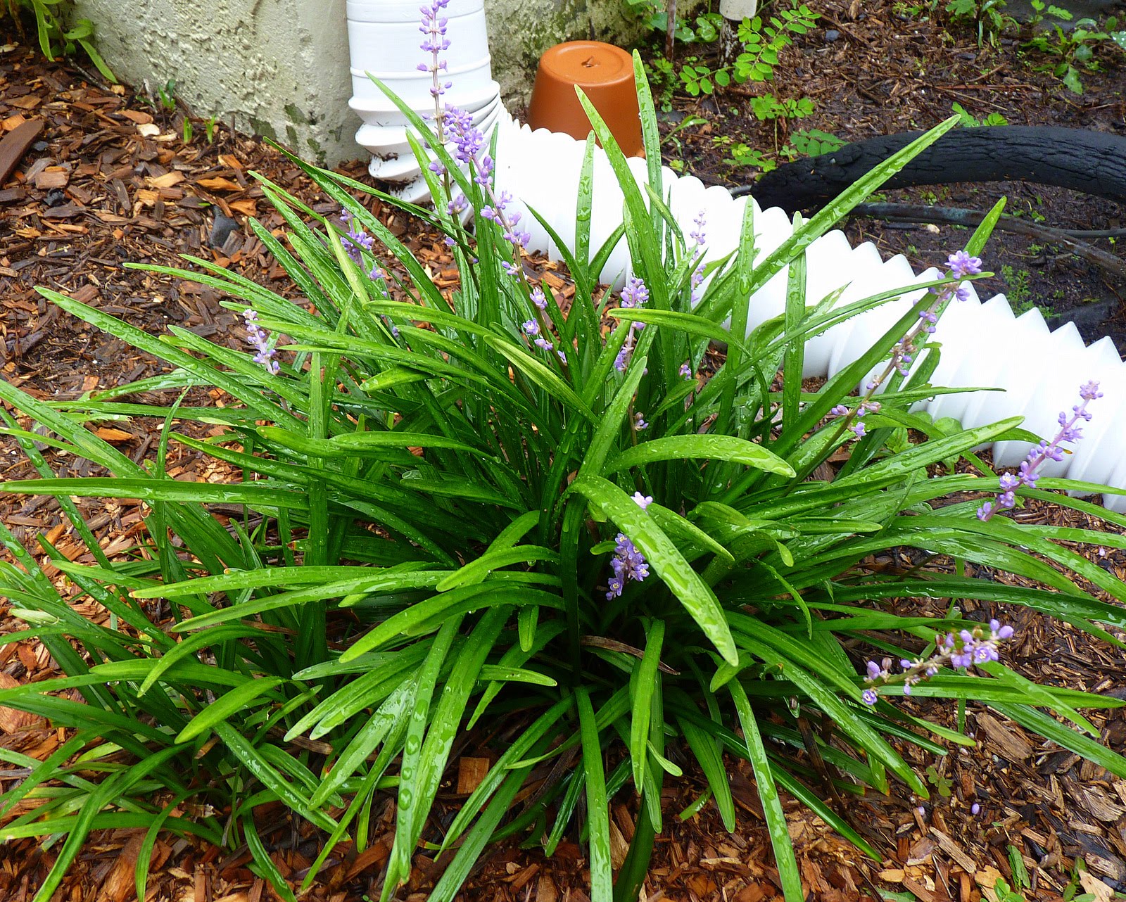 My Florida Backyard: America the Beautiful