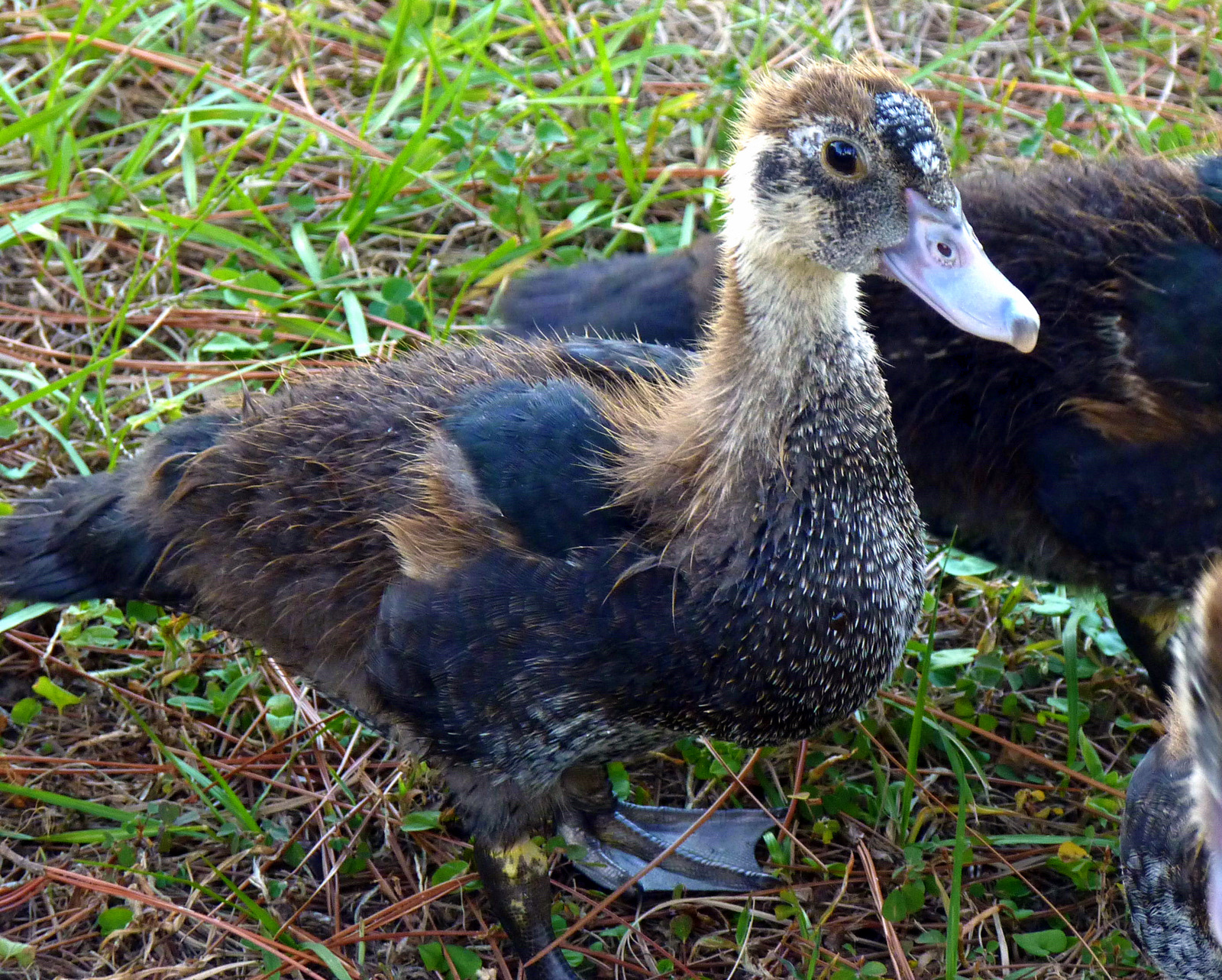 My Florida Backyard: Teenage Dream