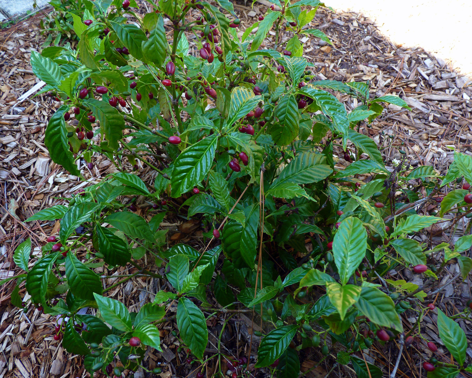 My Florida Backyard: Java Jive