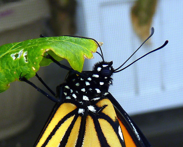 Attracting Butterflies | Simple Butterfly Photography Tips