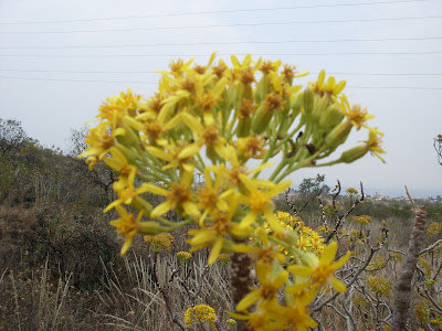 tepeximilpa: PALO LOCO