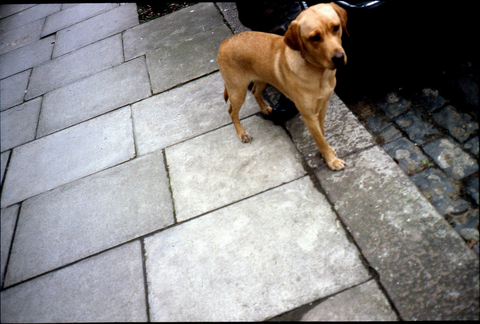 GAVIN WATSON PHOTOGRAPHY: AND JUST A RANDOM DOG