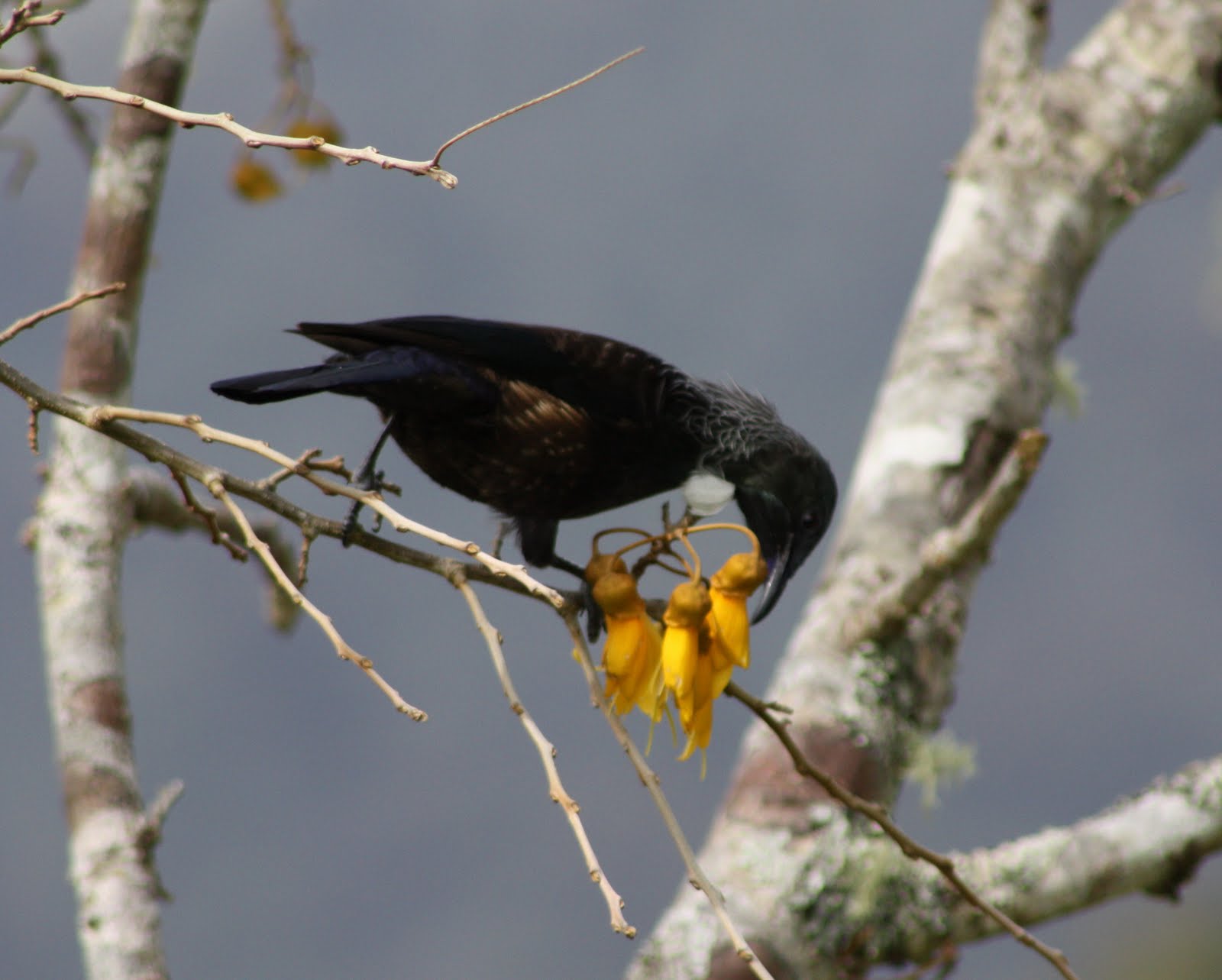 Bob McKerrow - Wayfarer: Places of pilgrimages -birds and mountains in ...