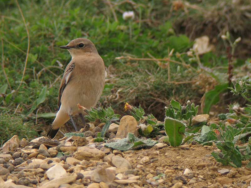 Weedon's World of Nature: Wheateater