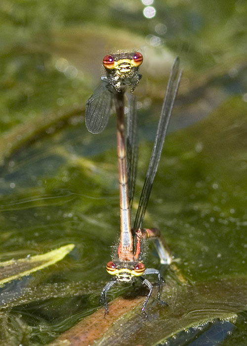 Weedon's World of Nature: Garden pond insects